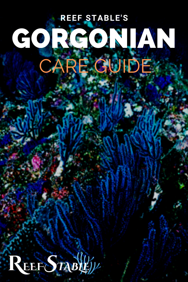 Gorgonian Coral Care Guide