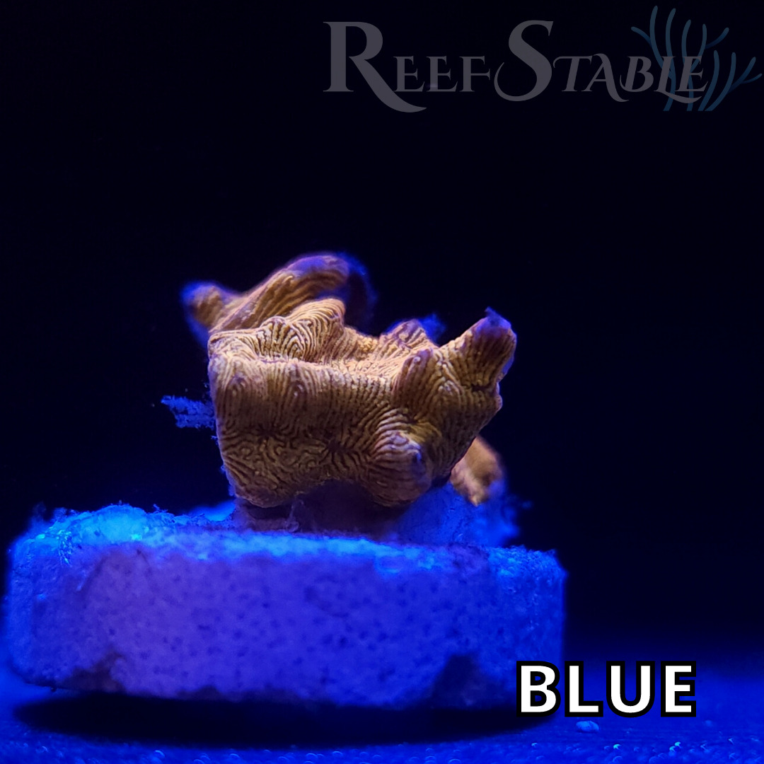 24K Lepto | Reef Stable
