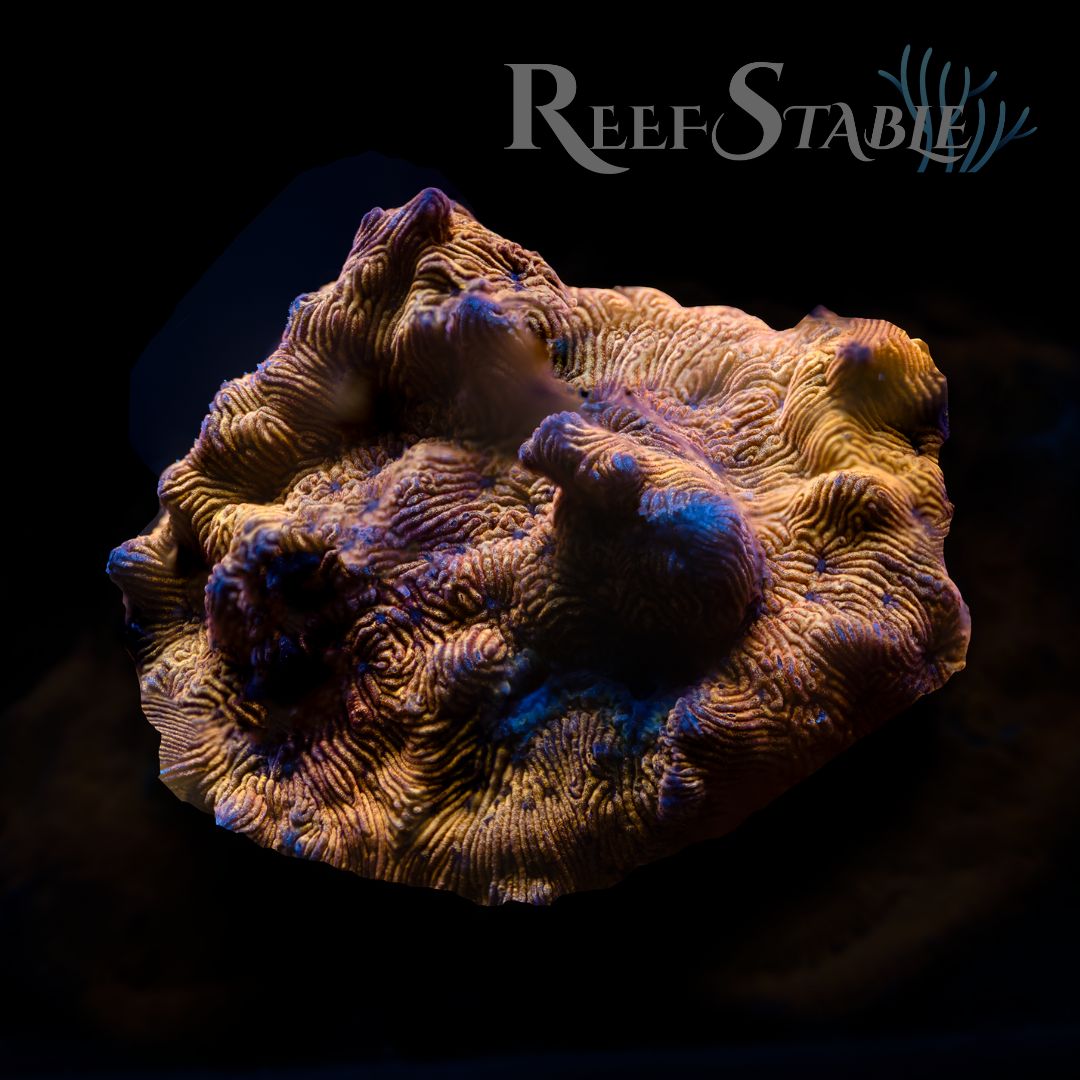 24K Lepto | Reef Stable