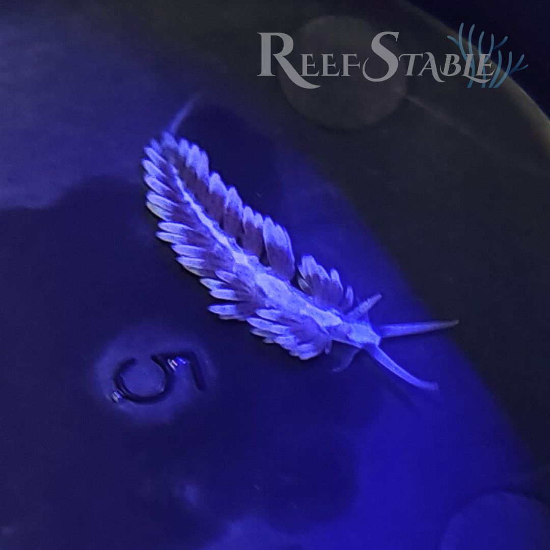 Berghia Nudibranchs (Aiptasia Eating) | Reef Stable