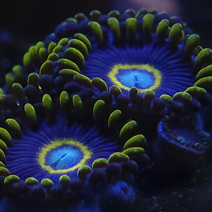 Blue Hornet Zoa (2+ Polyps) | Reef Stable