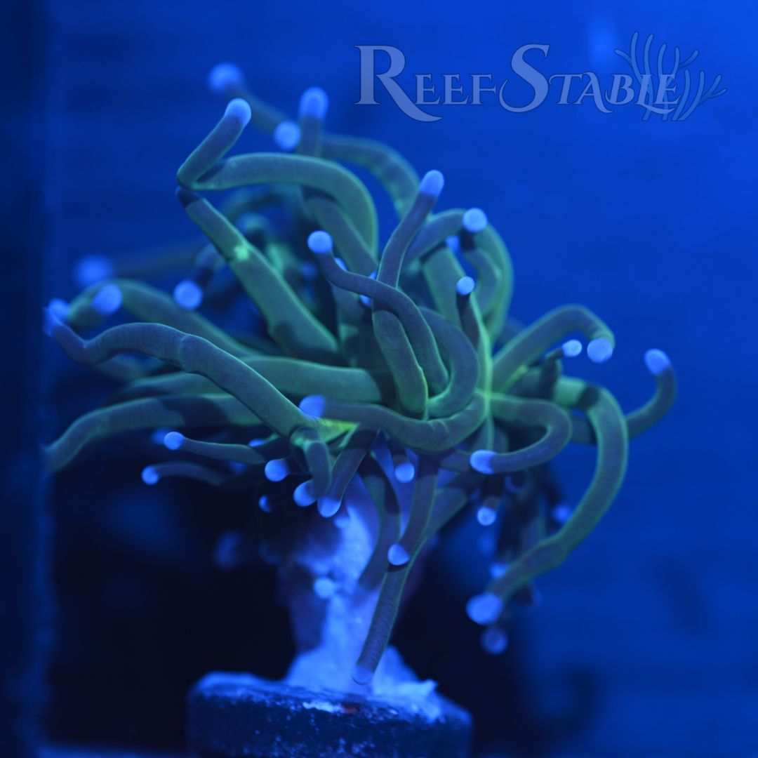 Blue Tip Green Torch (1 Head) | Reef Stable