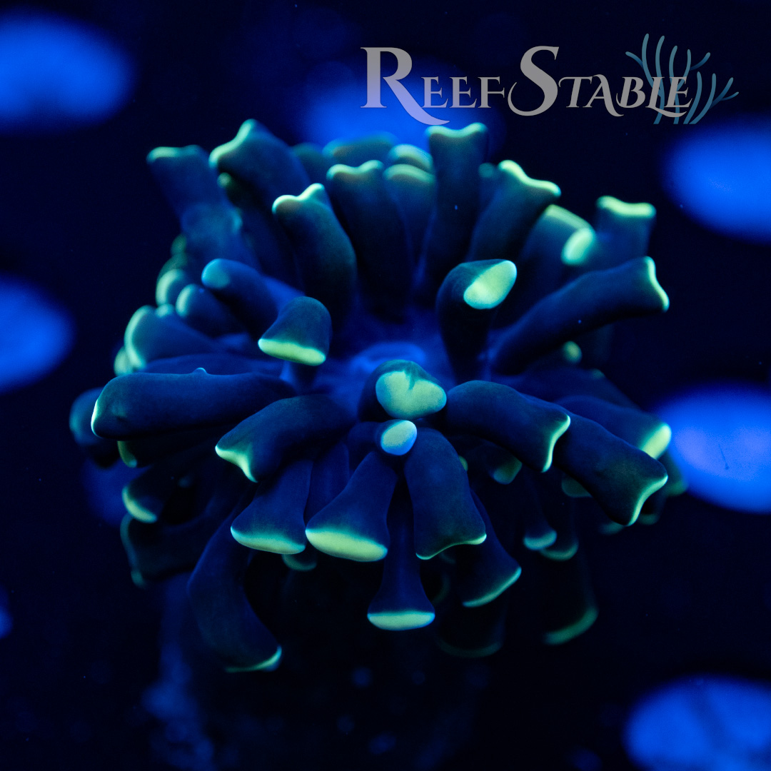 Dark Knight Hammer (1 head) | Reef Stable