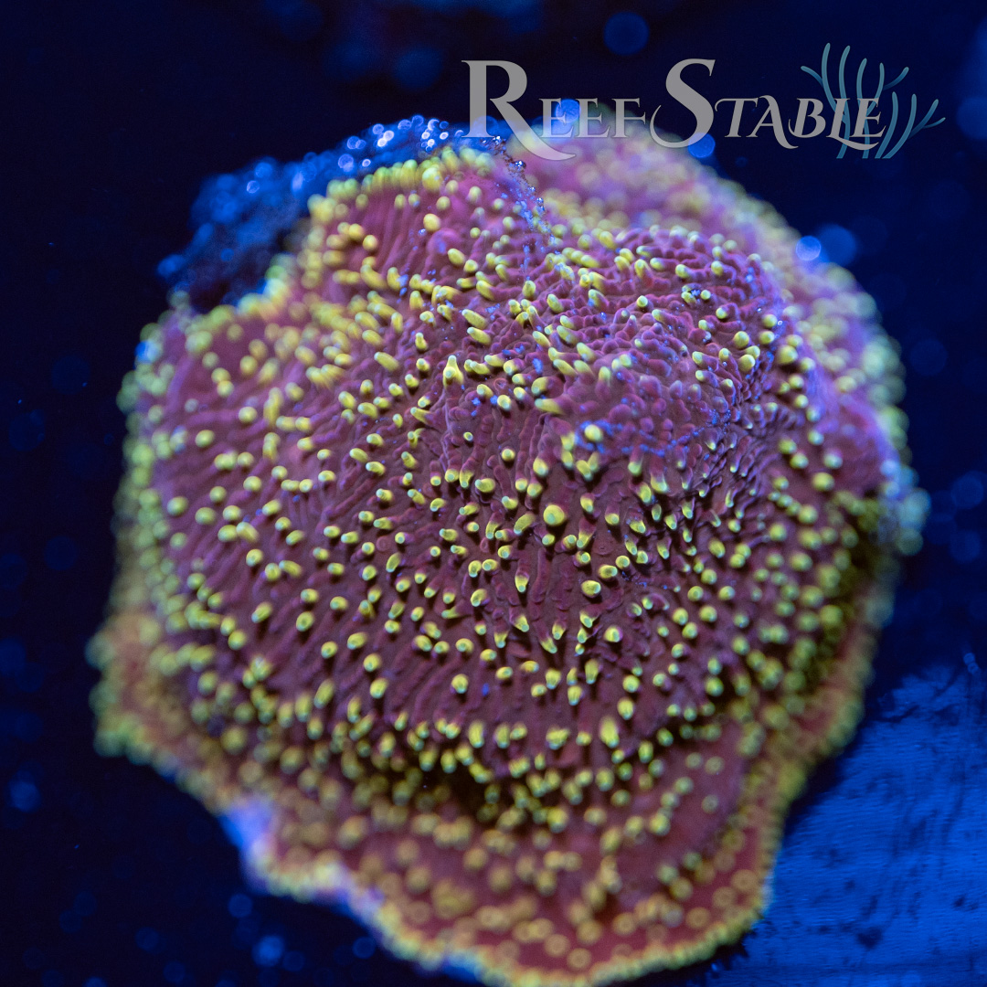 Freak Hair Pavona | Reef Stable
