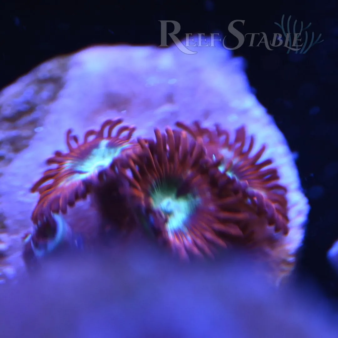 Frosted Phoenix Zoa (2+ Polyps) | Reef Stable