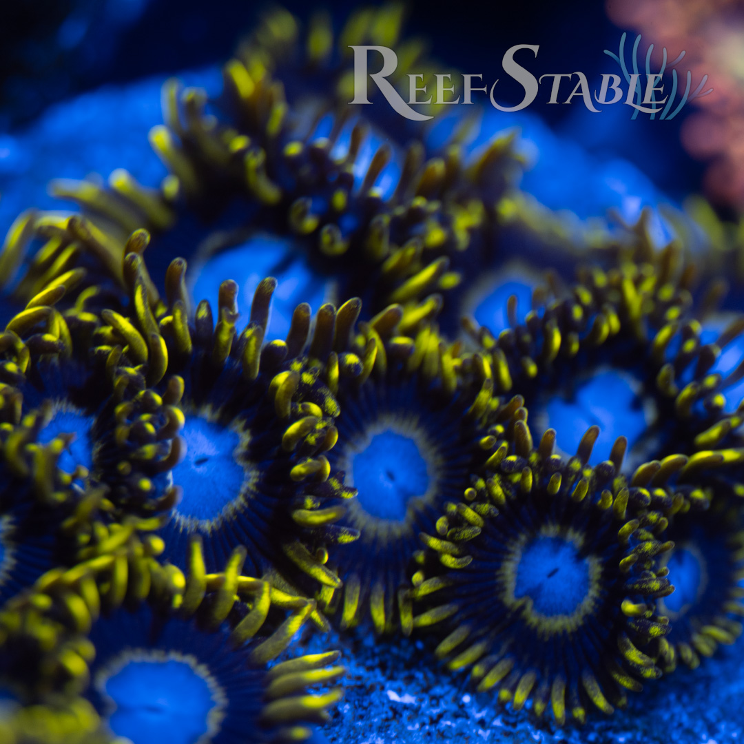 Frozen Hornet Zoa (2+ Polyps) | Reef Stable