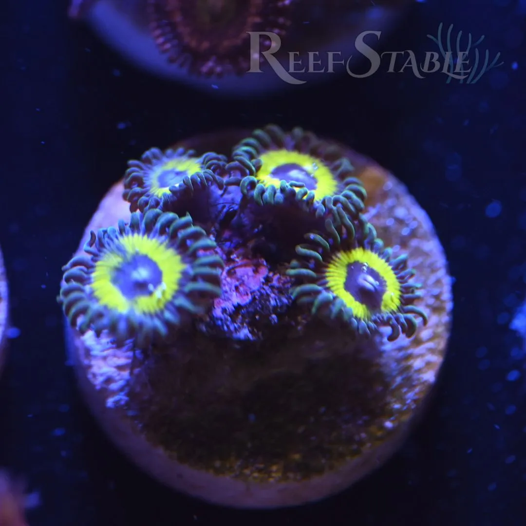 Belladonna Zoa (5+ Polyps) | Reef Stable