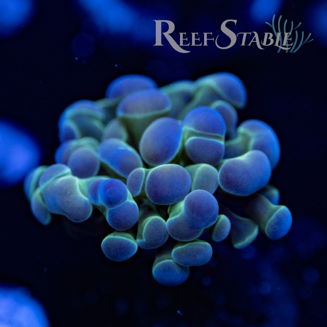 Hologram Branching Hammer (1 Head) | Reef Stable