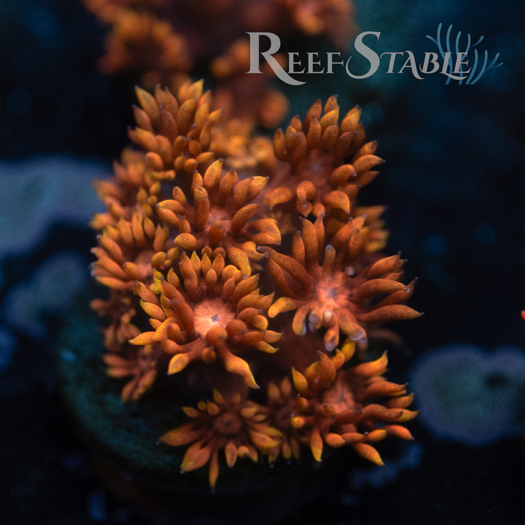 Jaes Atomic Ballz Goniopora | Reef Stable