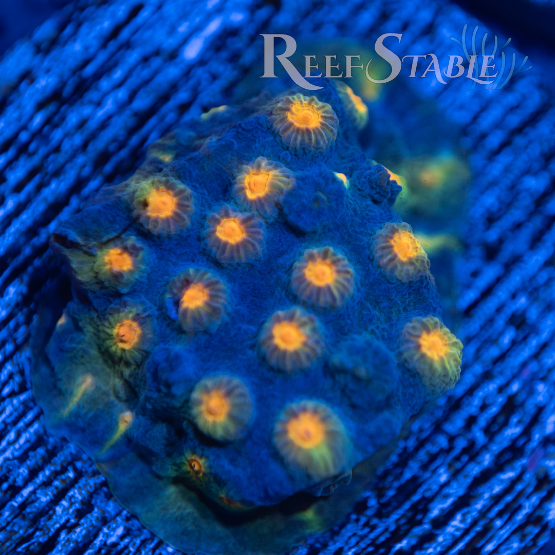 JF Techno Cyphastrea | Reef Stable