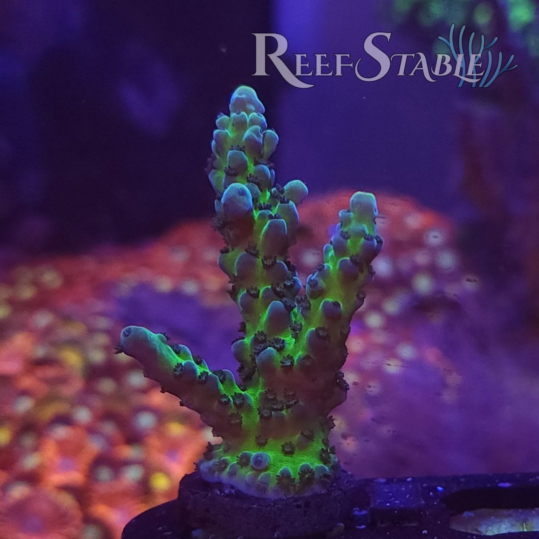 Miyagi Tort Acro | Reef Stable