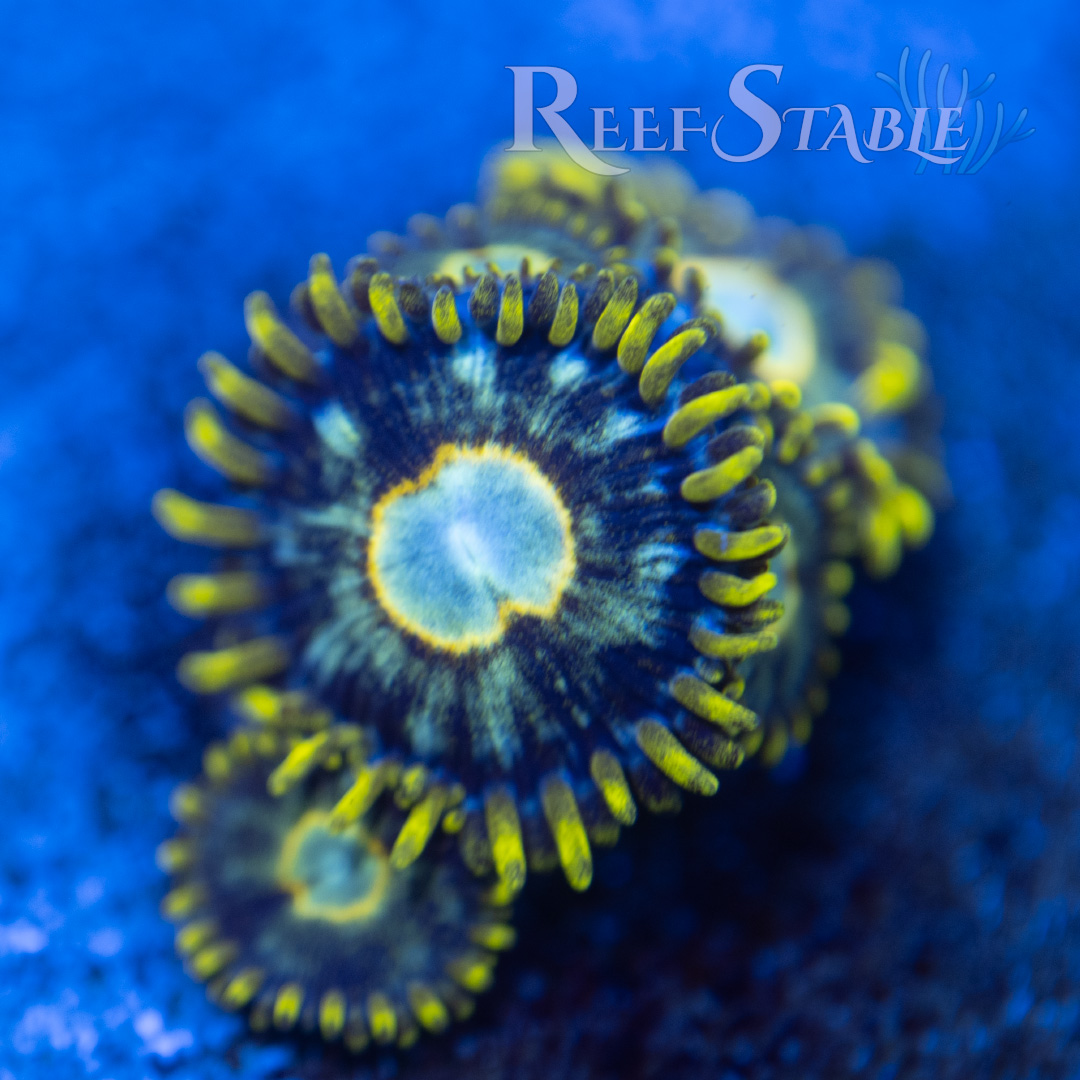 Murder Hornet Zoa (2+ Polyp) | Reef Stable