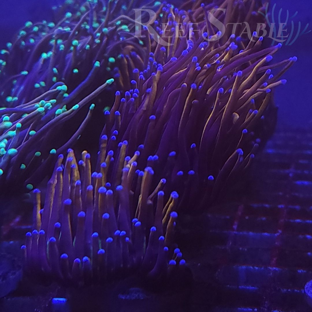 NY Knicks Torch Coral - 1 Head | Reef Stable