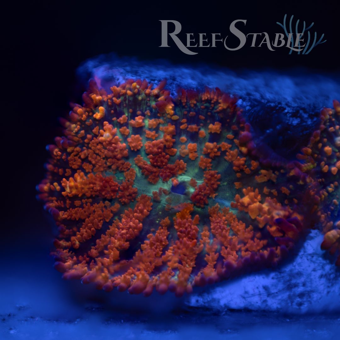 Orange Rhodactis Mushroom | Reef Stable