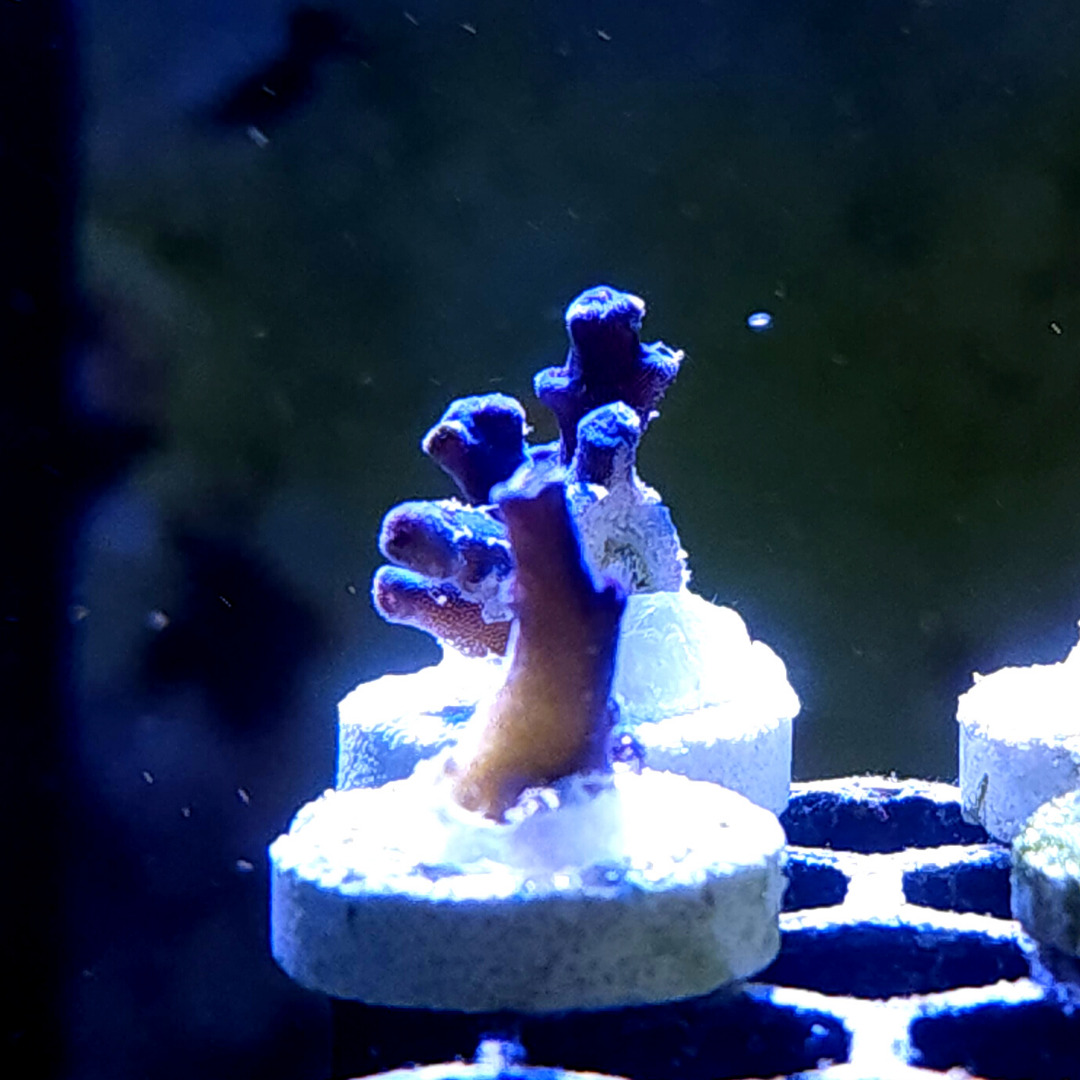 Oregon Tort Acro | Reef Stable