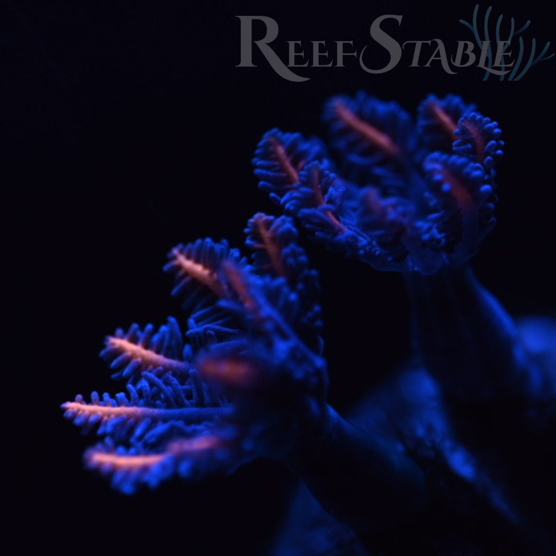 Pink Tip Clove Polyps (3 Polyps) | Reef Stable