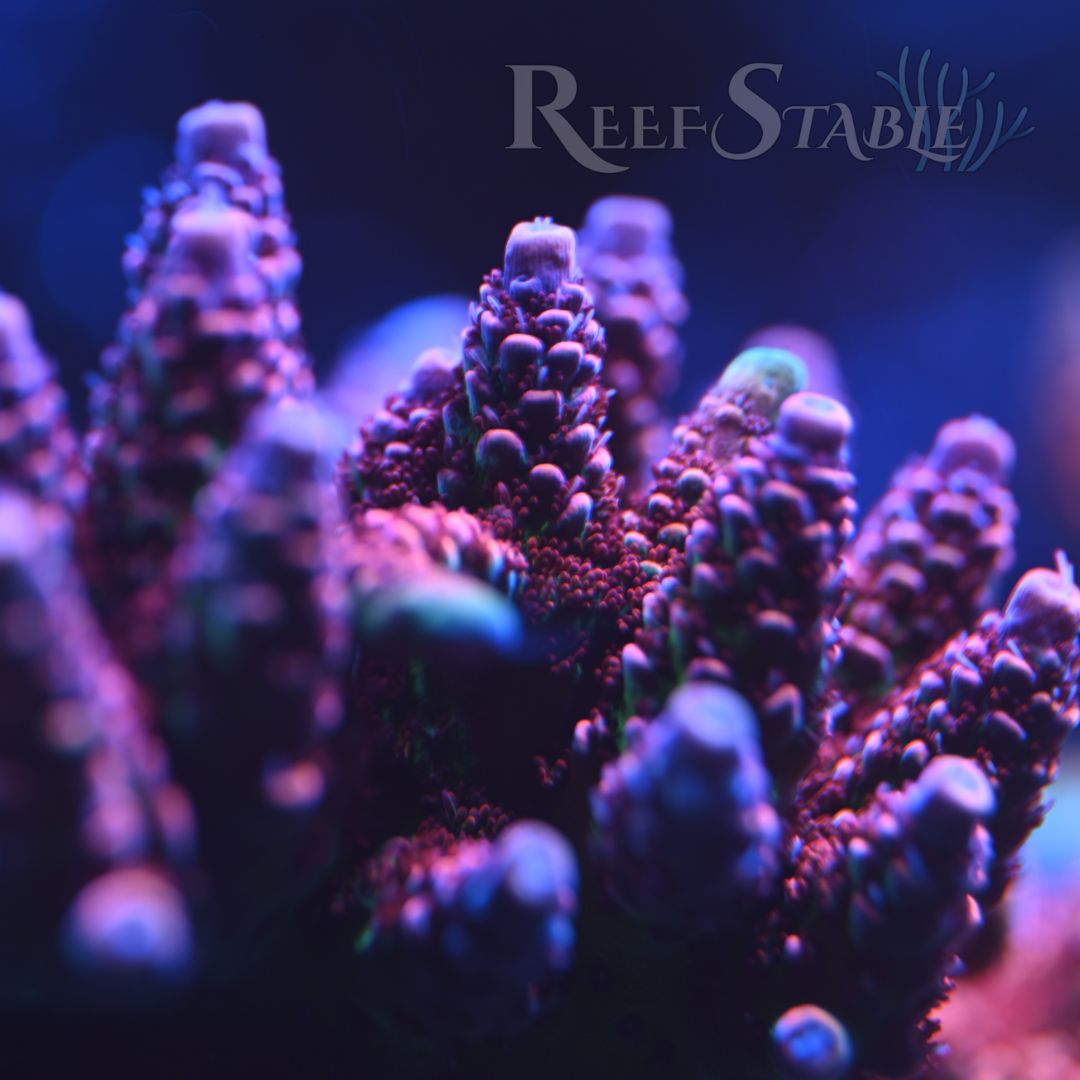 Pink Unknown Acropora | Reef Stable