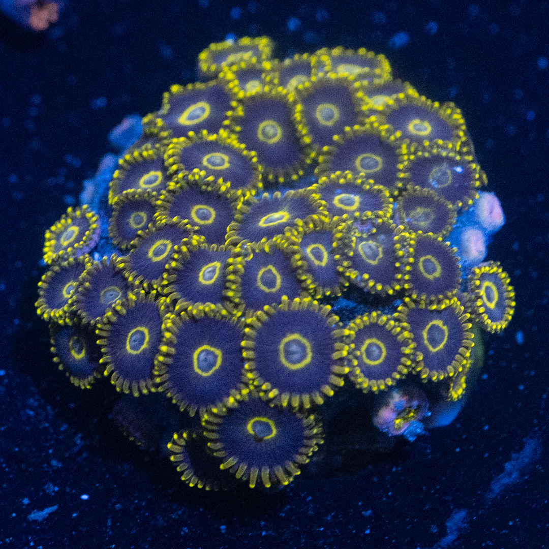 Purple Hornet Zoa (2+ Polyps) | Reef Stable