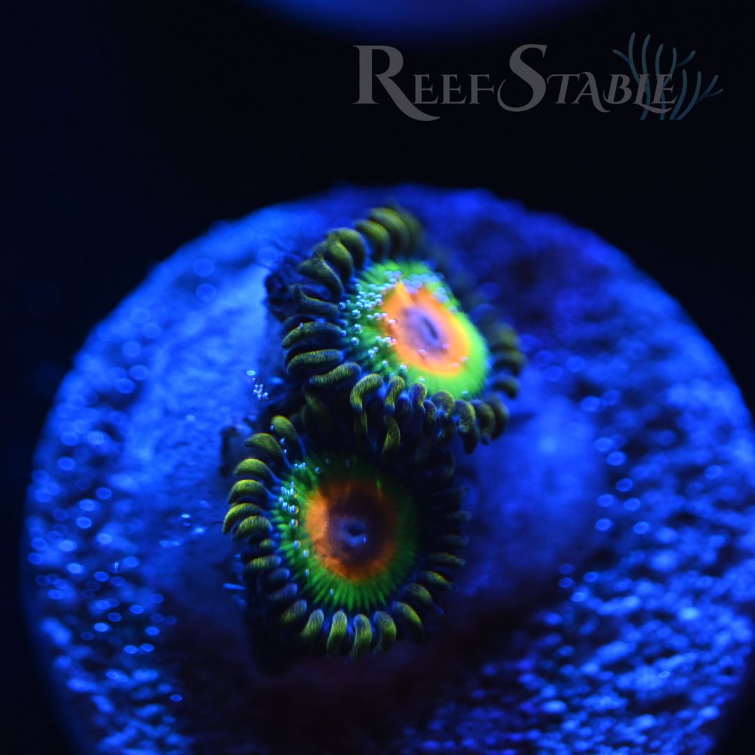 Rasta Zoa (3+ Polyps) | Reef Stable
