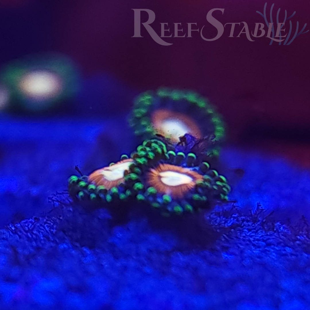 Red Hots Zoa (3+ Polyps) | Reef Stable