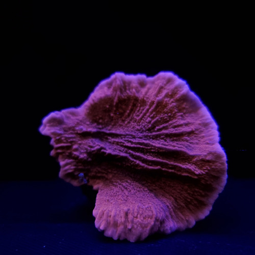 Red Monti Cap | Reef Stable