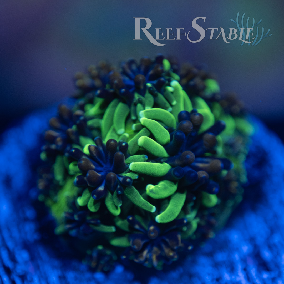 Sonic the Hedgehog Galaxea | Reef Stable
