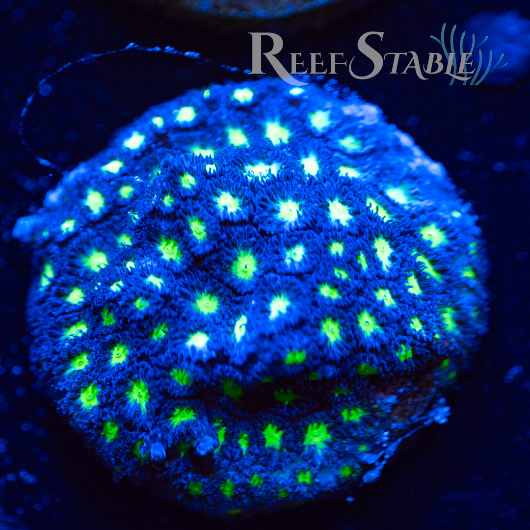 Spooky Leptastrea | Reef Stable