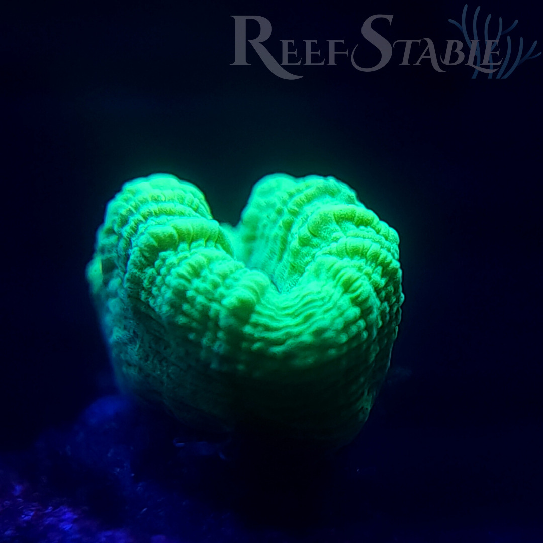 Neon Green Candy Cane | Reef Stable