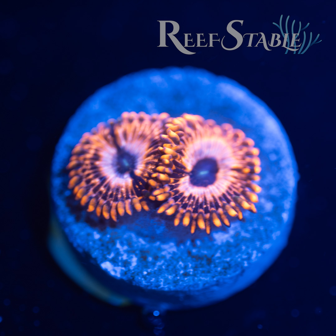 Utter Chaos Zoa (2+ Polyps) | Reef Stable
