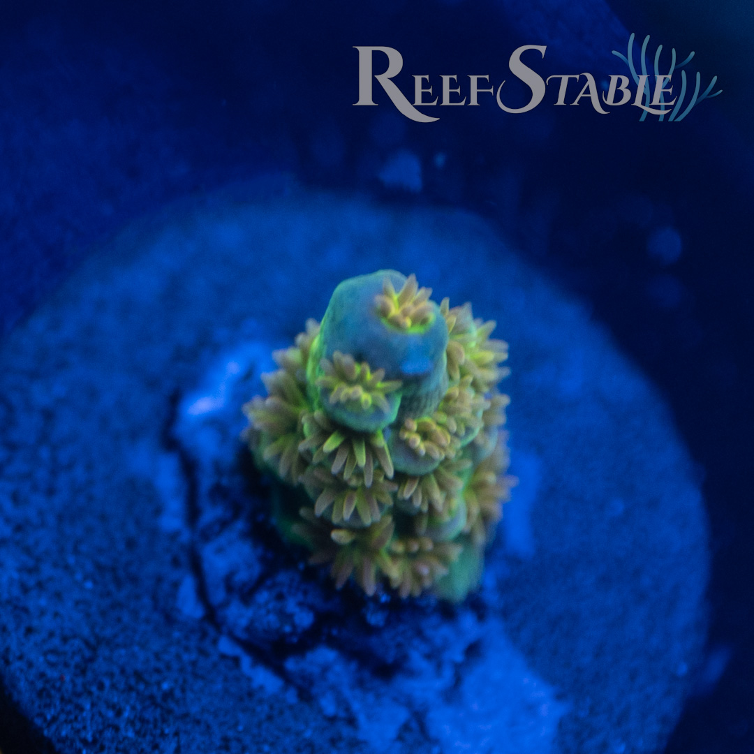 Walt Disney Acro WYSIWYG | Reef Stable