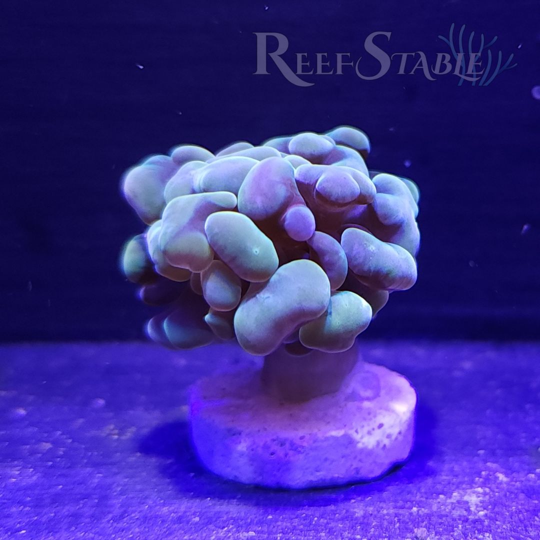 Yellow Hammer Coral (1 head) | Reef Stable
