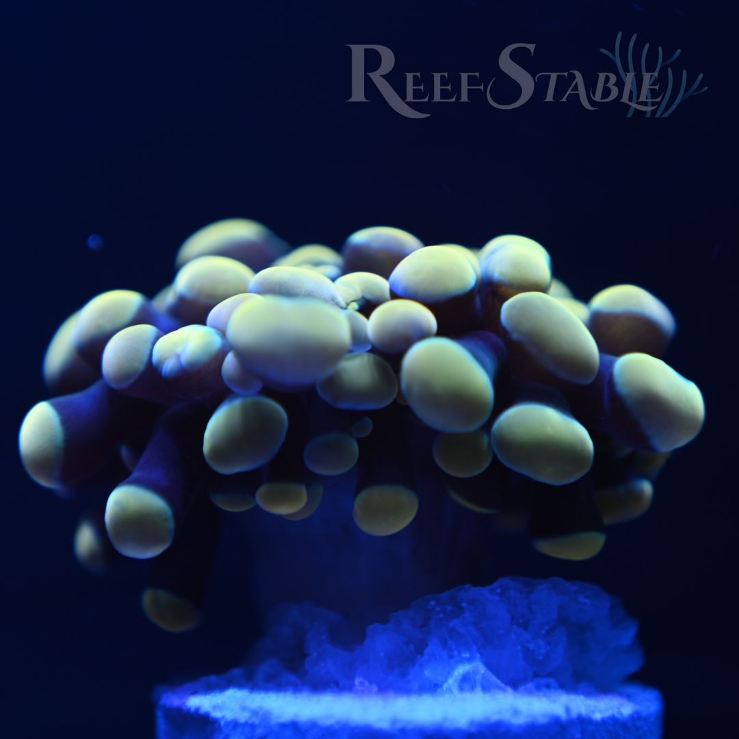 Yellow Nerds Tip Hammer (1 head) | Reef Stable